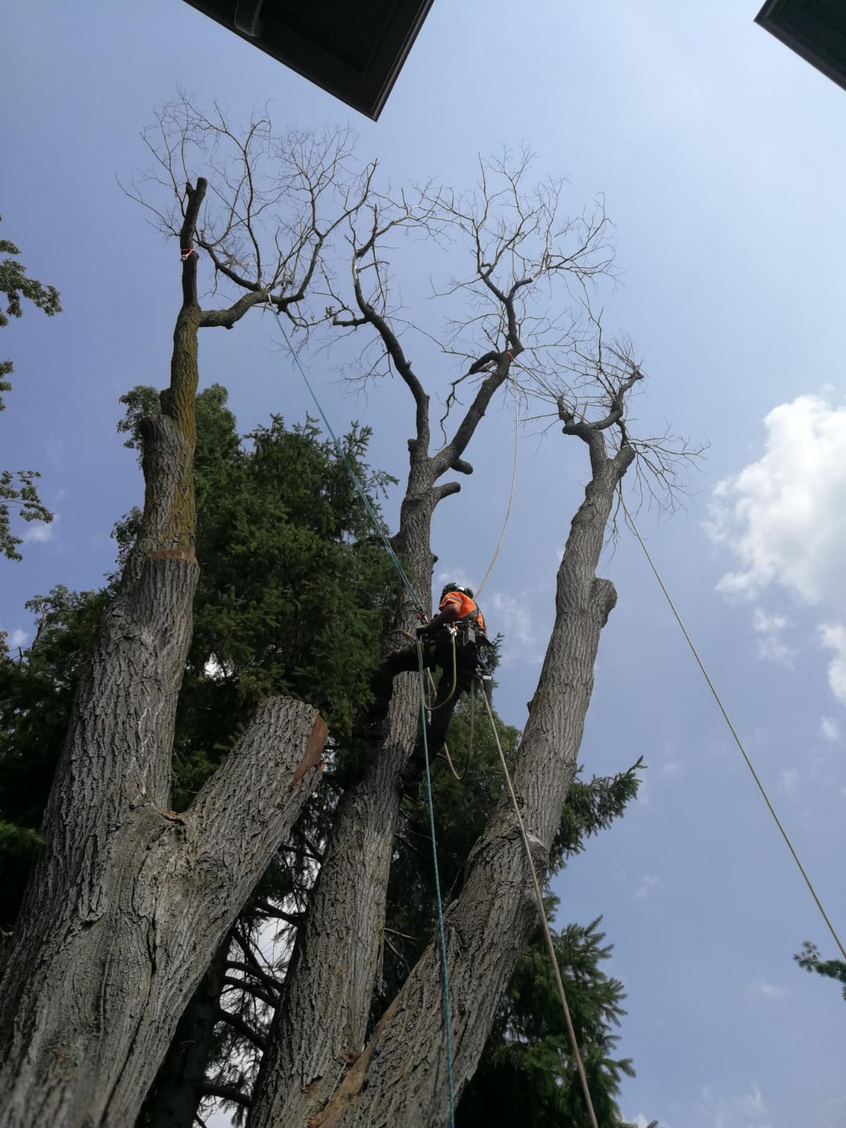 Arborist Services and Arborist Reports - Forest Hill Forestry