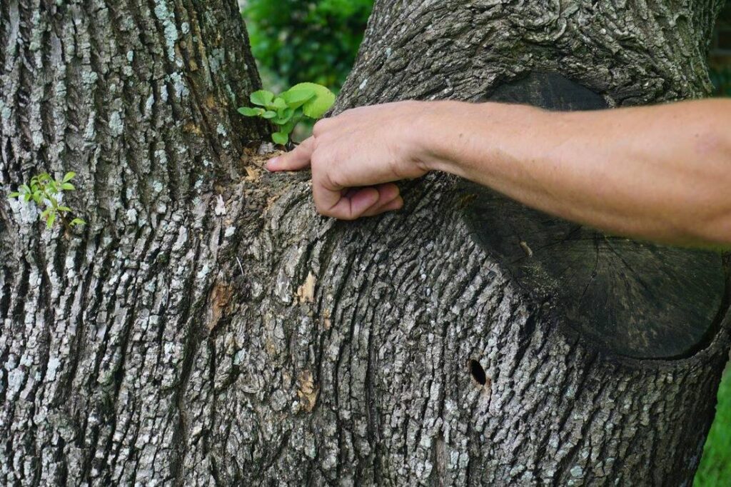 Tree Doctor - Forest Hill Forestry -Choose your tree doctor